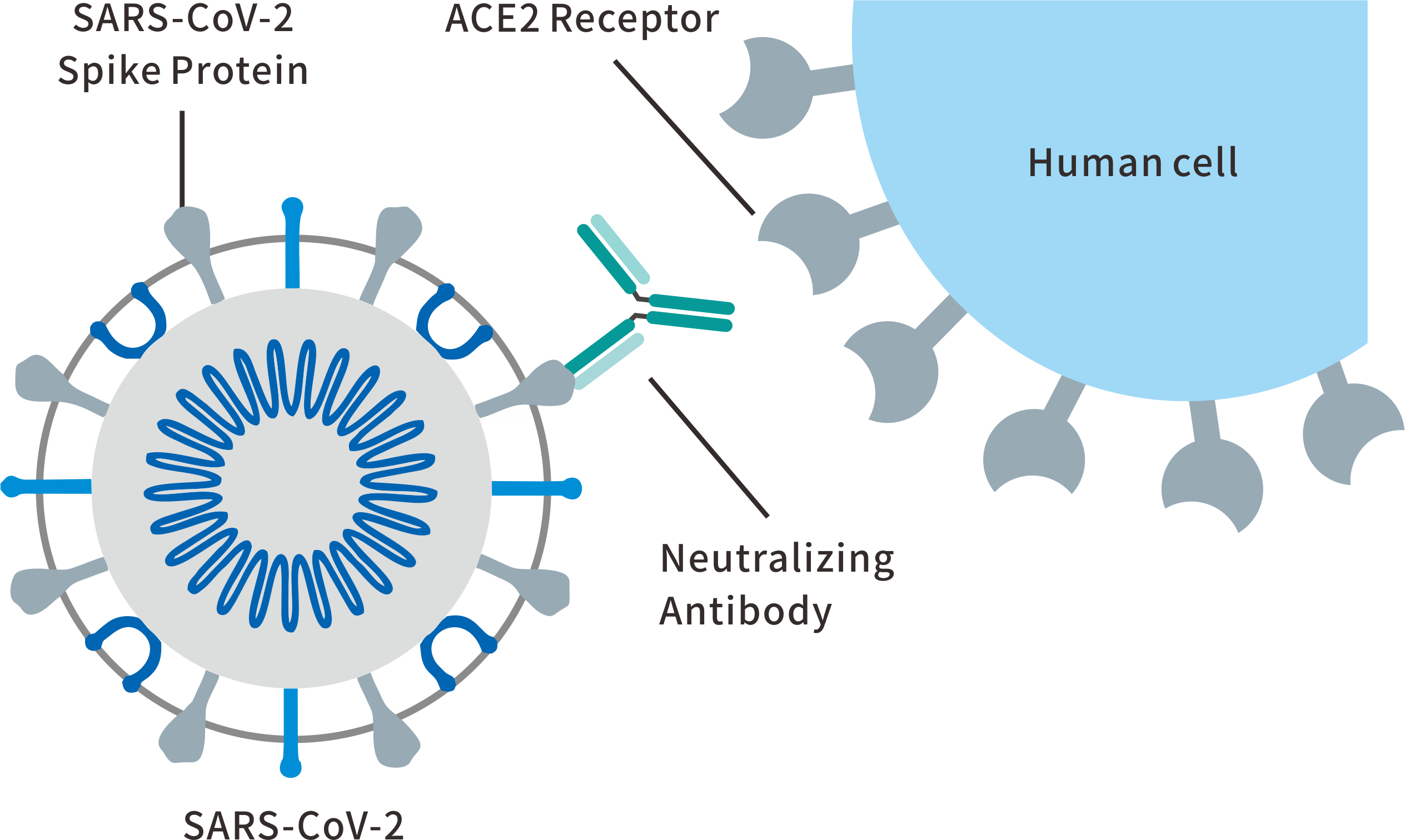 COVID-19 Diagnostics Solution|MEDCAPTAINCAPTAIN